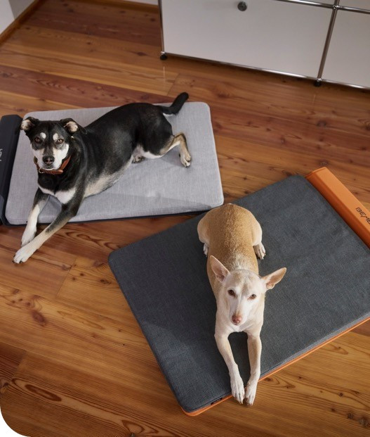 I dag lanseras BEMER Dog Line – för din hunds välmående, och för din ...
